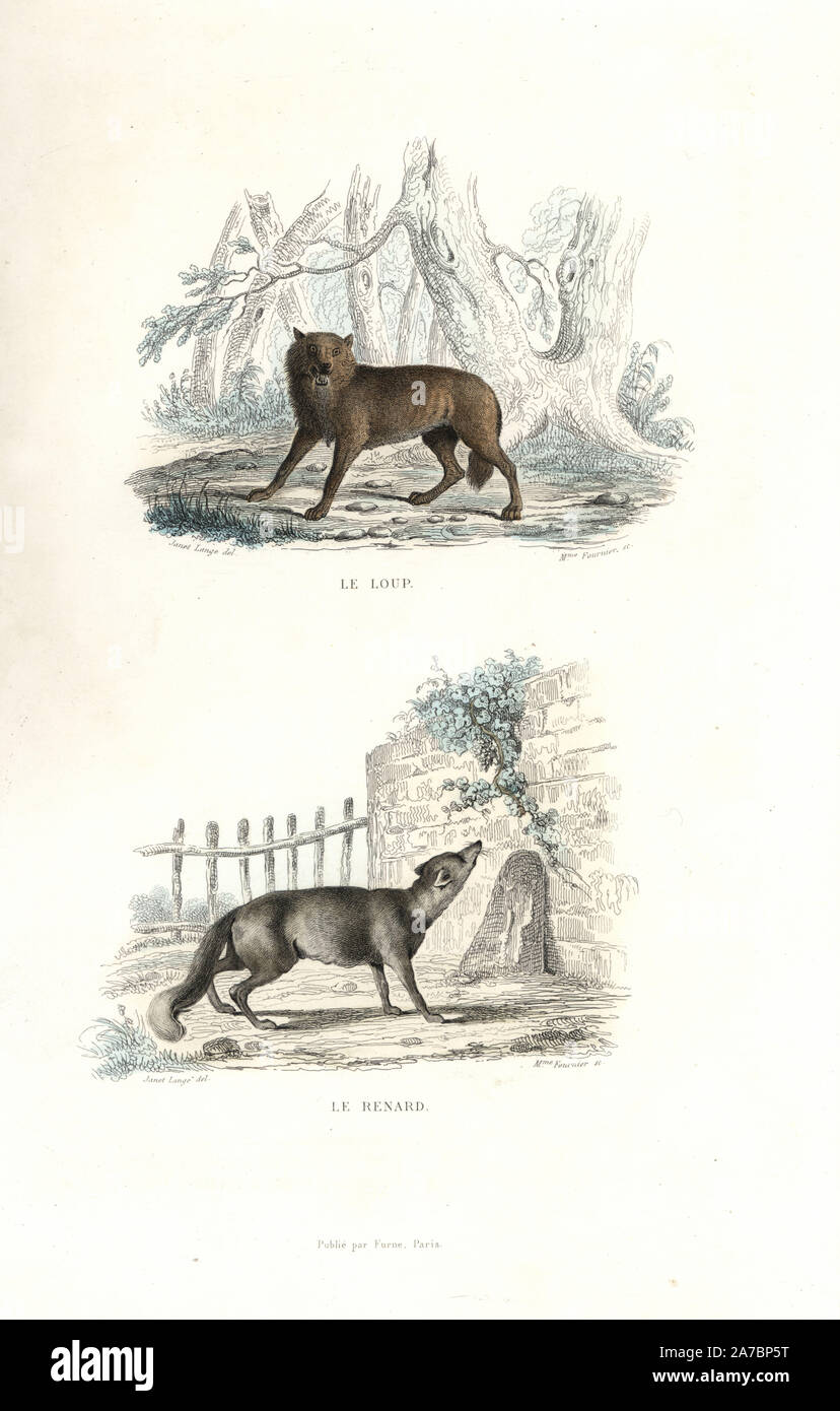 Wolf, Canis lupus, and fox, Vulpes vulpes. Handcoloured engraving on ...