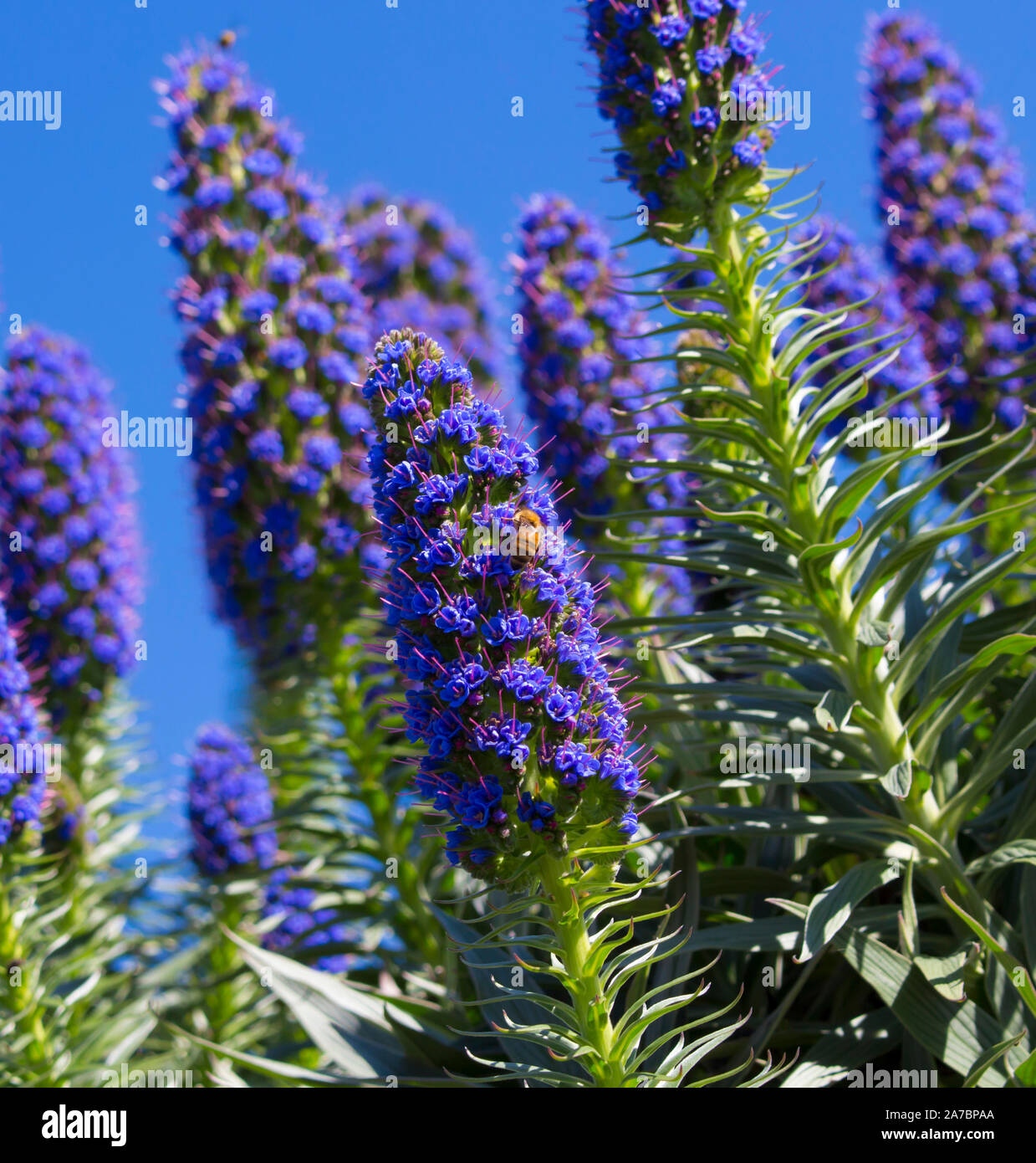 Stunning blue and pink spikes of echium fastuosum Pride of Madeira open ...