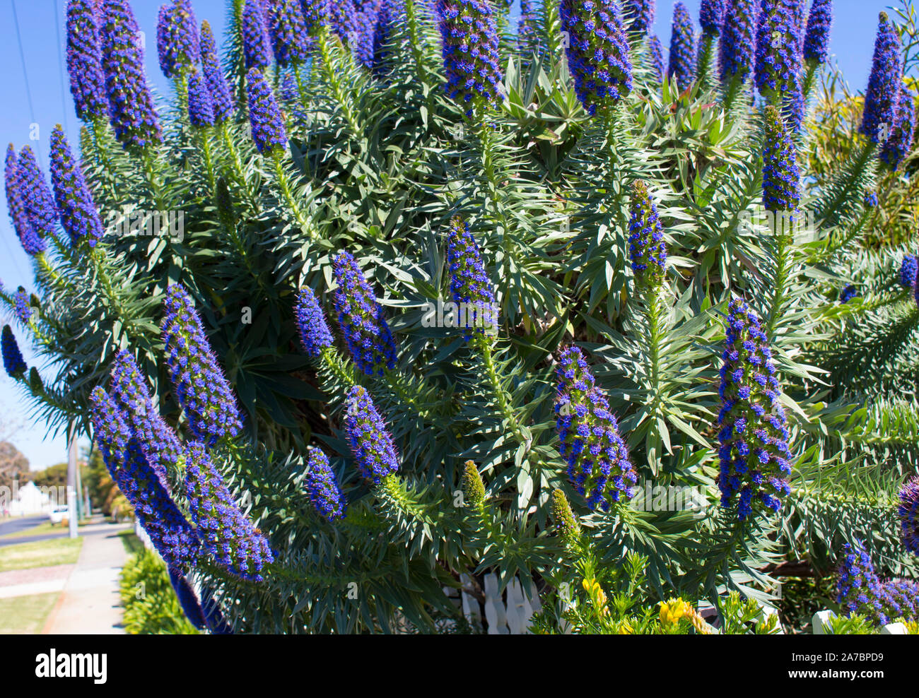 Stunning blue and pink spikes of echium fastuosum Pride of Madeira open ...