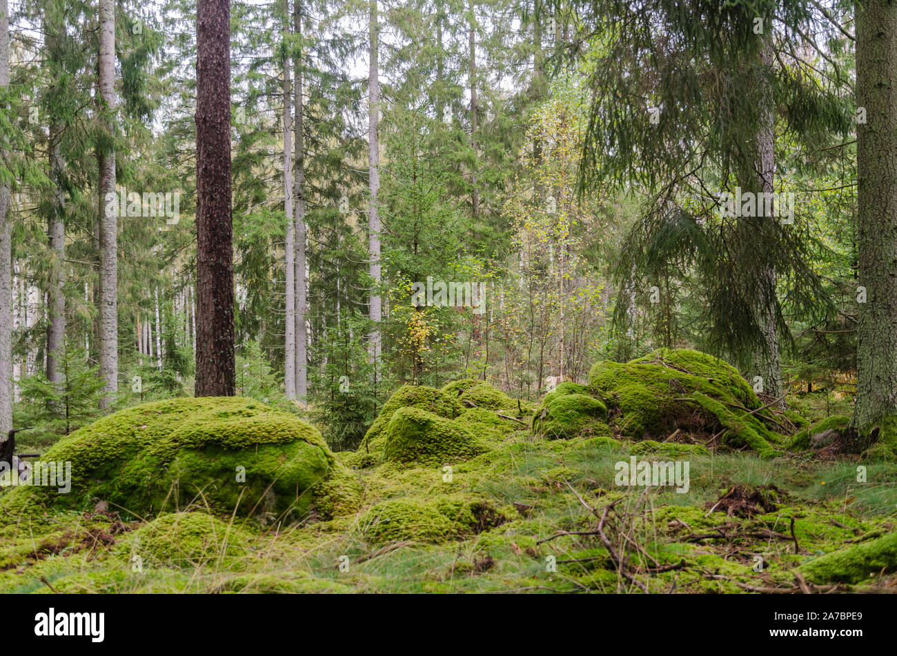 Mossy unspoilt bright and green conoferous forest Stock Photo - Alamy