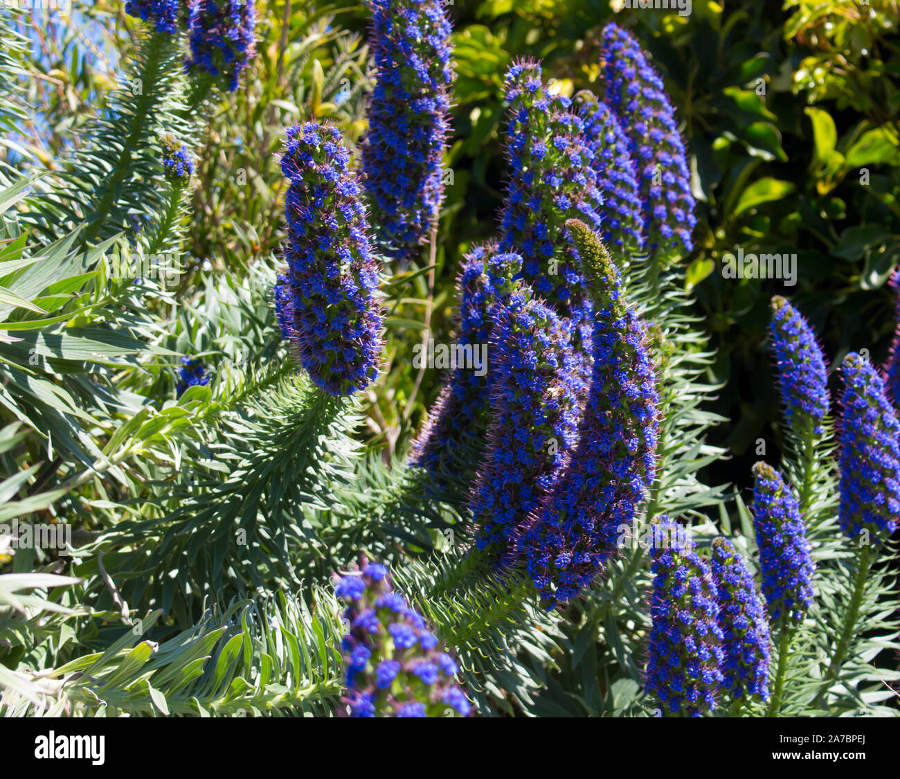 Stunning blue and pink spikes of echium fastuosum Pride of Madeira open ...