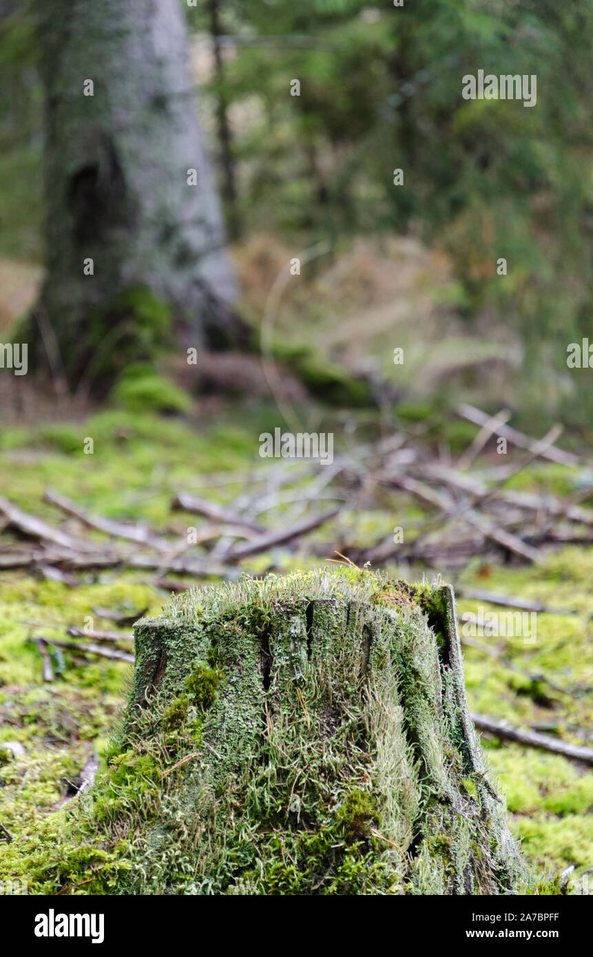 Old moss covered and rotten tree stump in a coniferous forest Stock ...