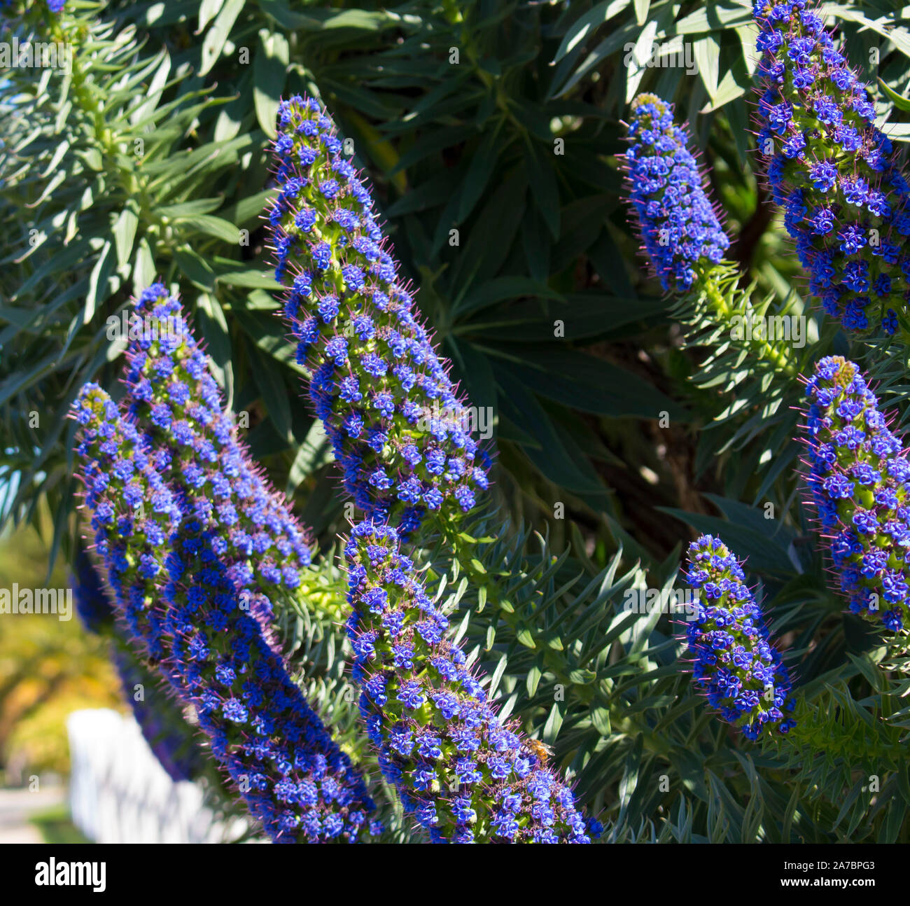 Stunning blue and pink spikes of echium fastuosum Pride of Madeira open ...