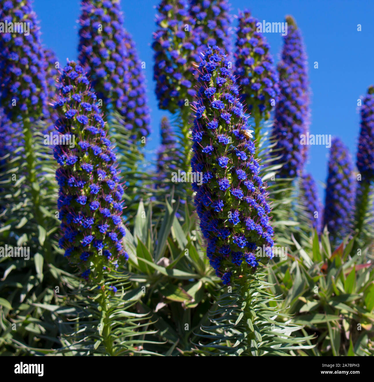 Stunning blue and pink spikes of echium fastuosum Pride of Madeira open ...