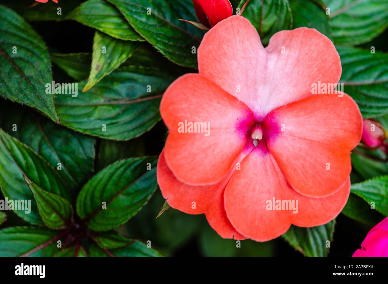 Beautiful close up red hi-res stock photography and images - Alamy