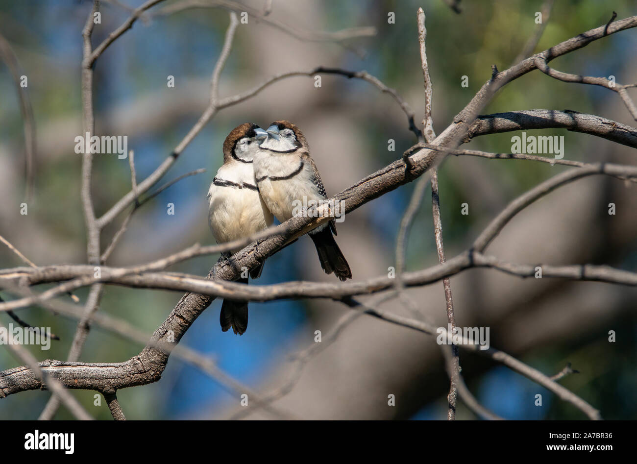 Australian Finches High Resolution Stock Photography and Images - Alamy