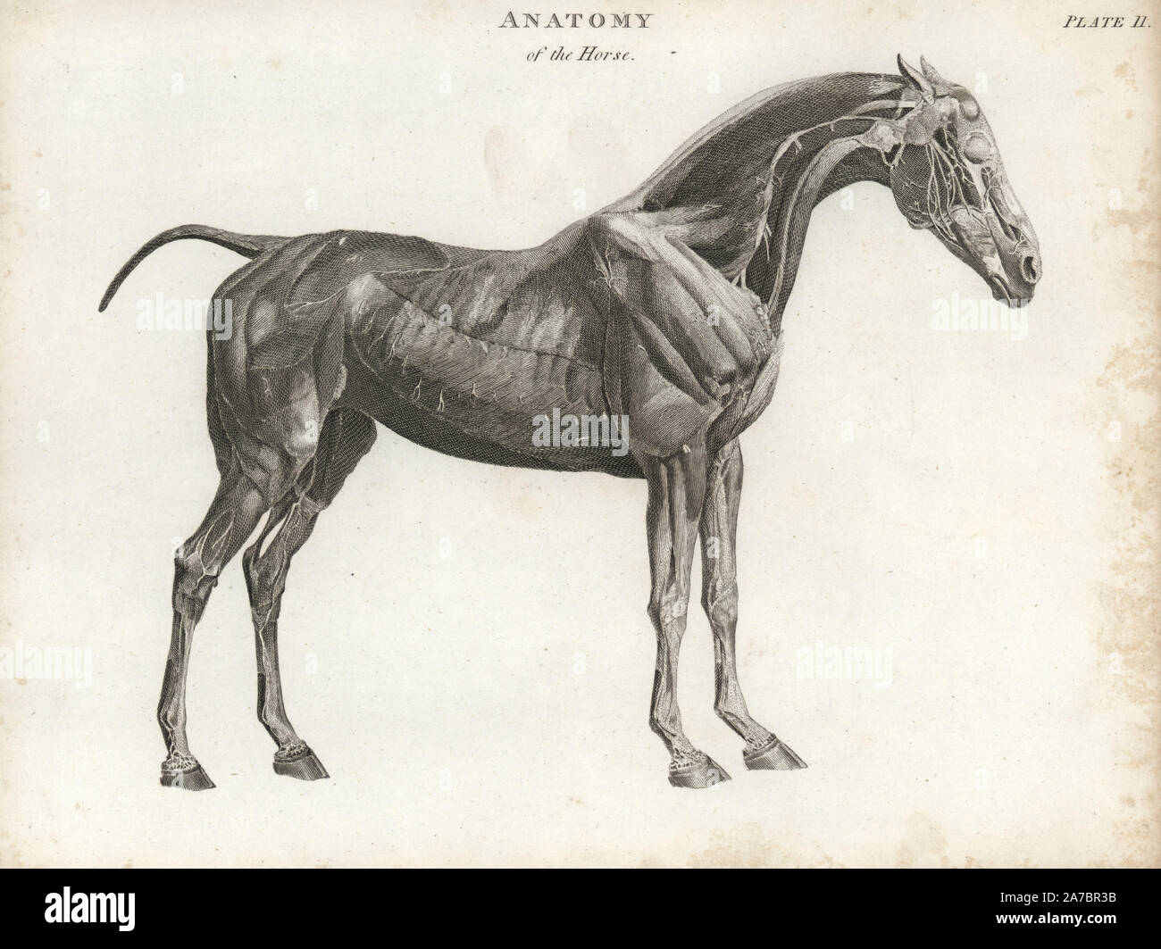 Anatomy of the horse: musculature. Copperplate engraving by Milton from ...