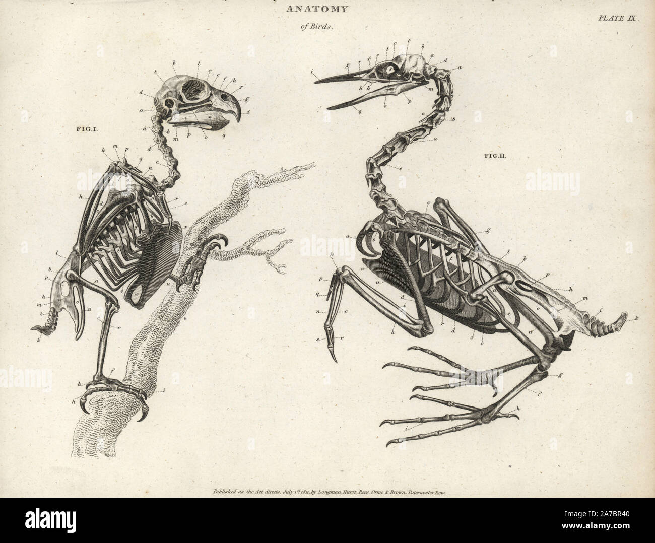 Bird Skeleton Diagram