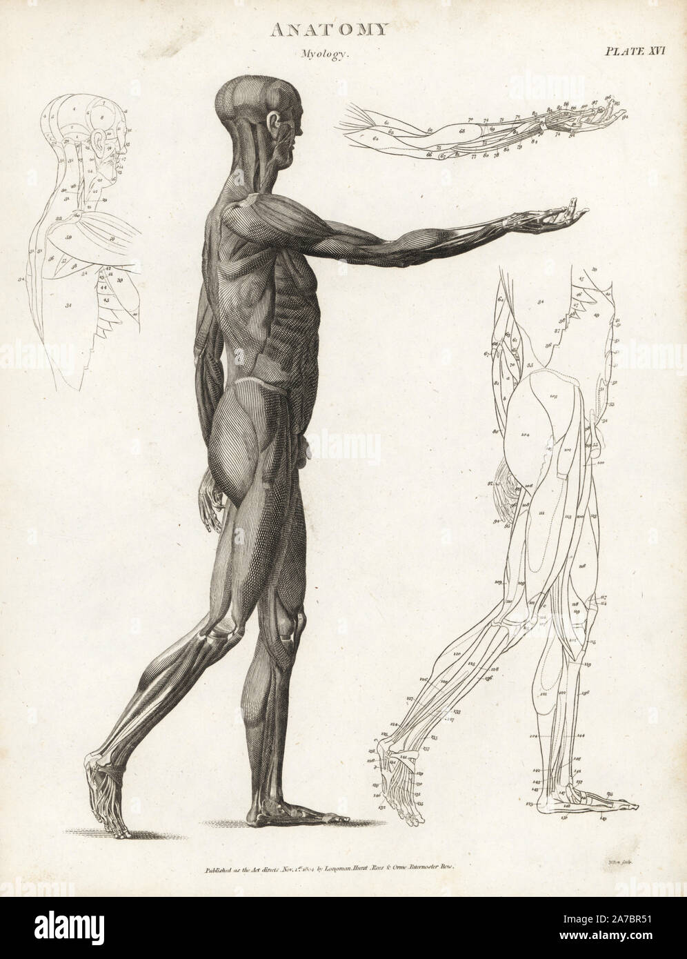 Anatomy of human musculature. Copperplate engraving by Milton from ...