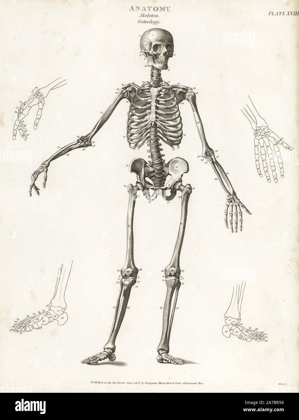 Anatomy of the human skeleton. Copperplate engraving by Milton from ...