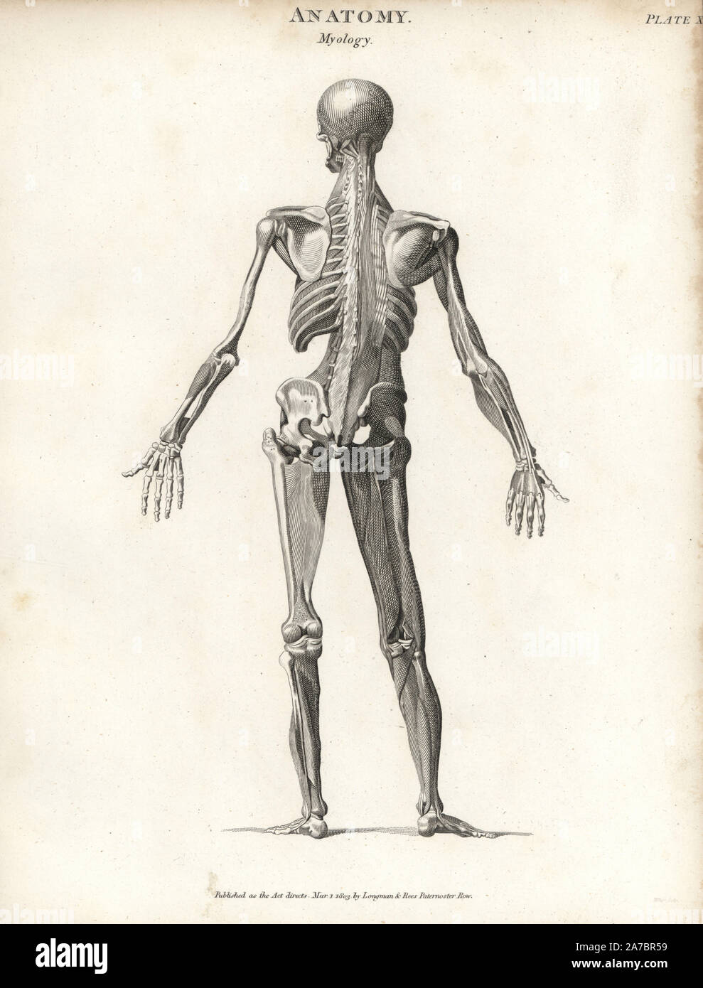 Anatomy of human musculature from the back showing inner muscles ...