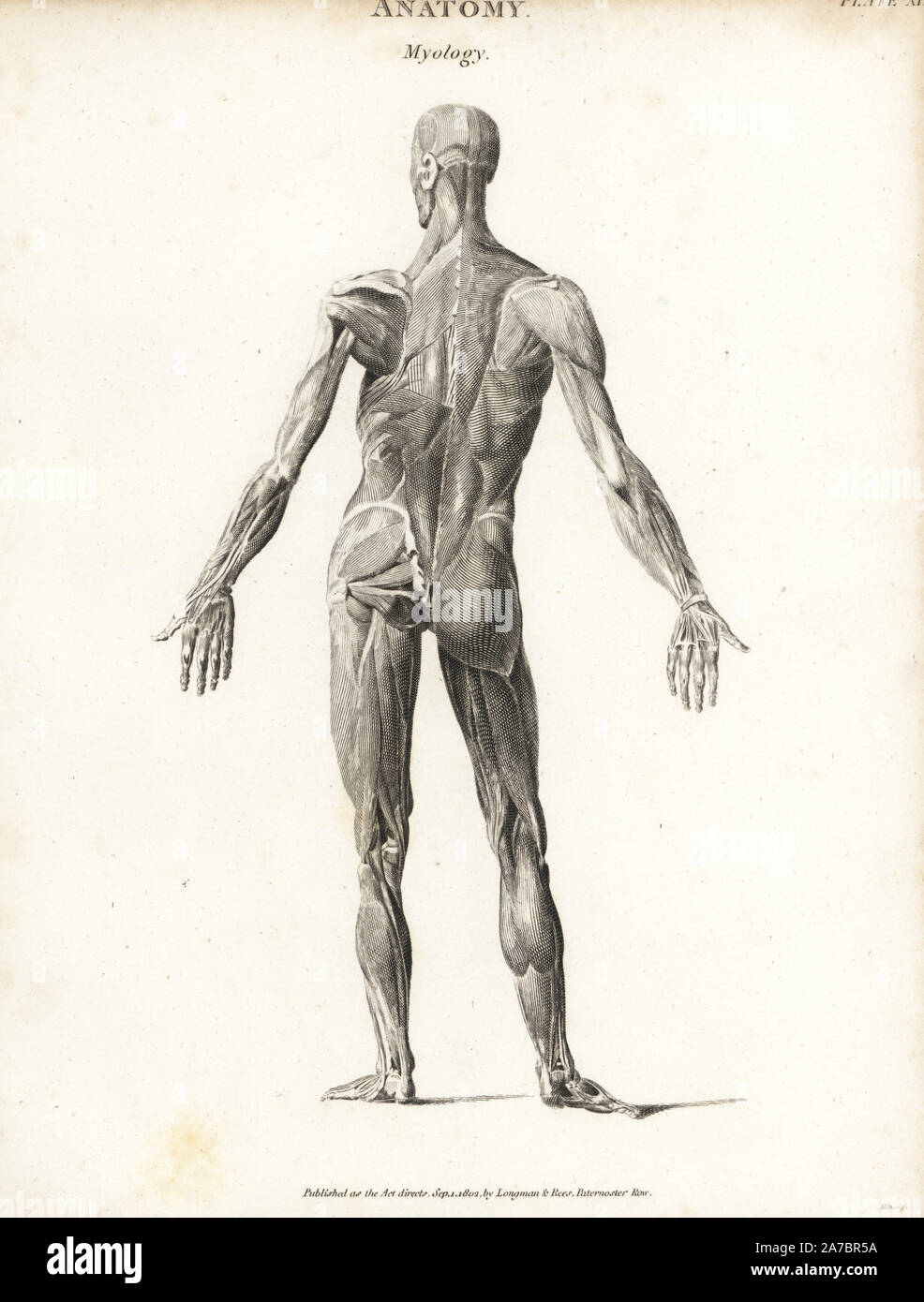 Drawing Human Back Anatomy