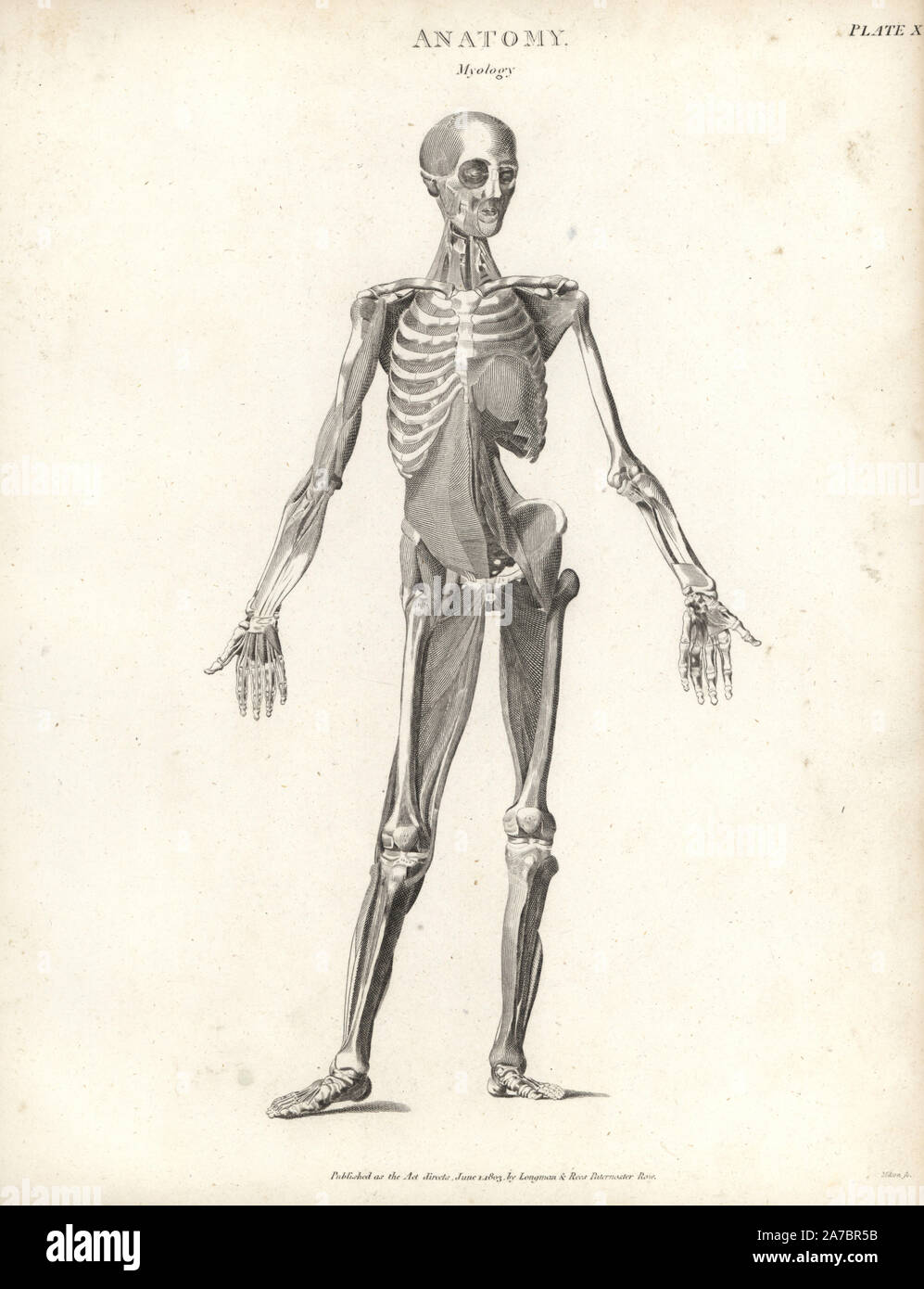 Muscles anatomy drawing hi-res stock photography and images - Alamy