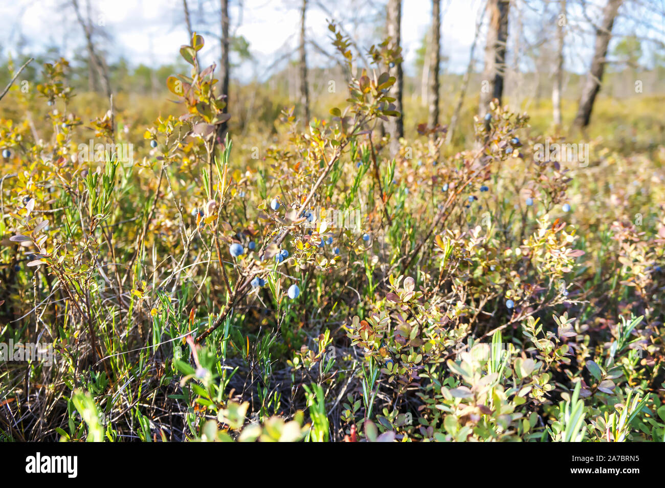 blueberries in the swamp, riding swamp, scenic swamp and berries Stock ...