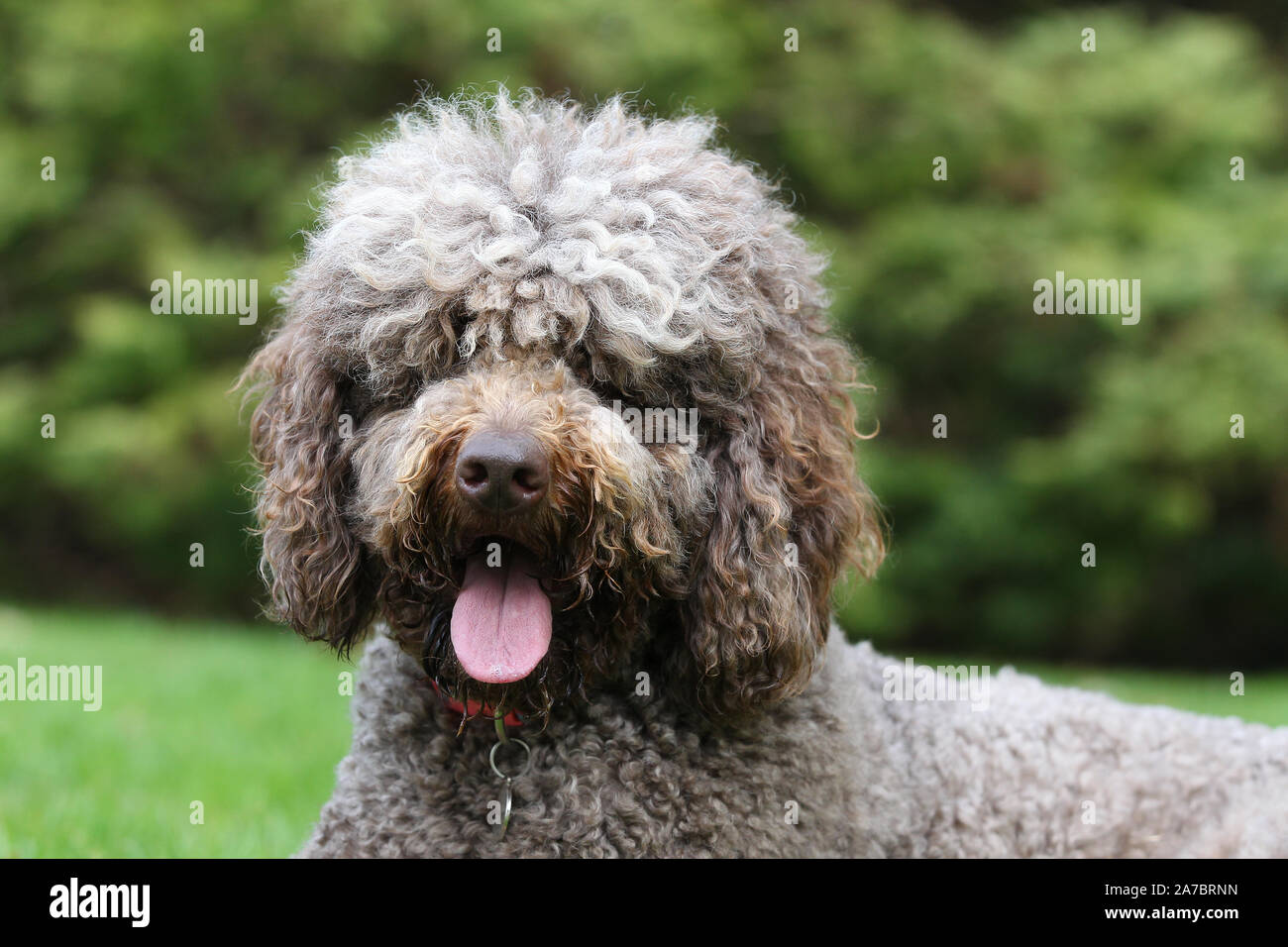 Labradoodle Headshot High Resolution Stock Photography and Images - Alamy