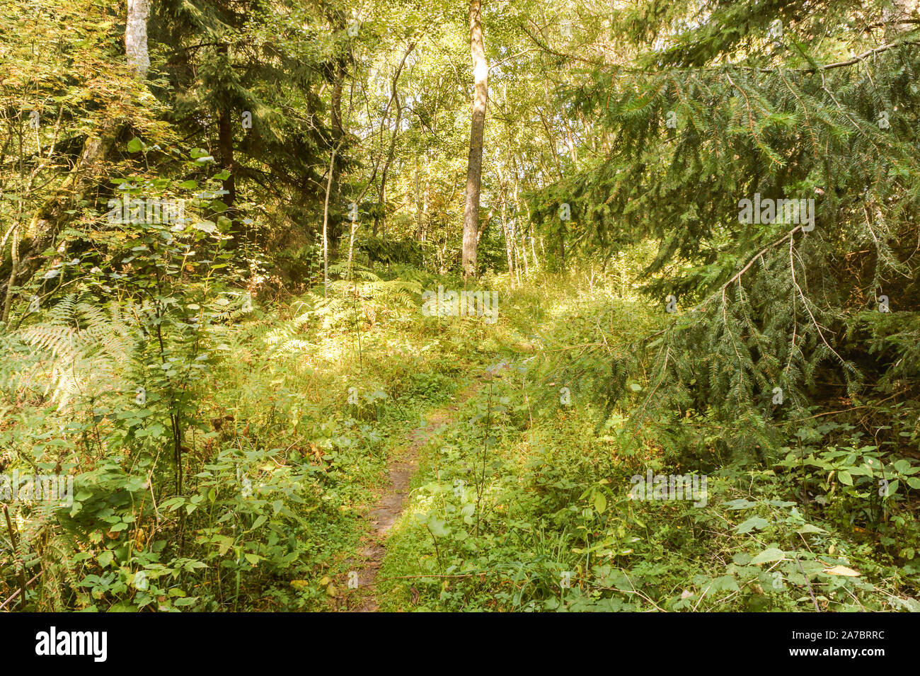 mixed forest, narrow path in dense forest, forest trail Stock Photo - Alamy