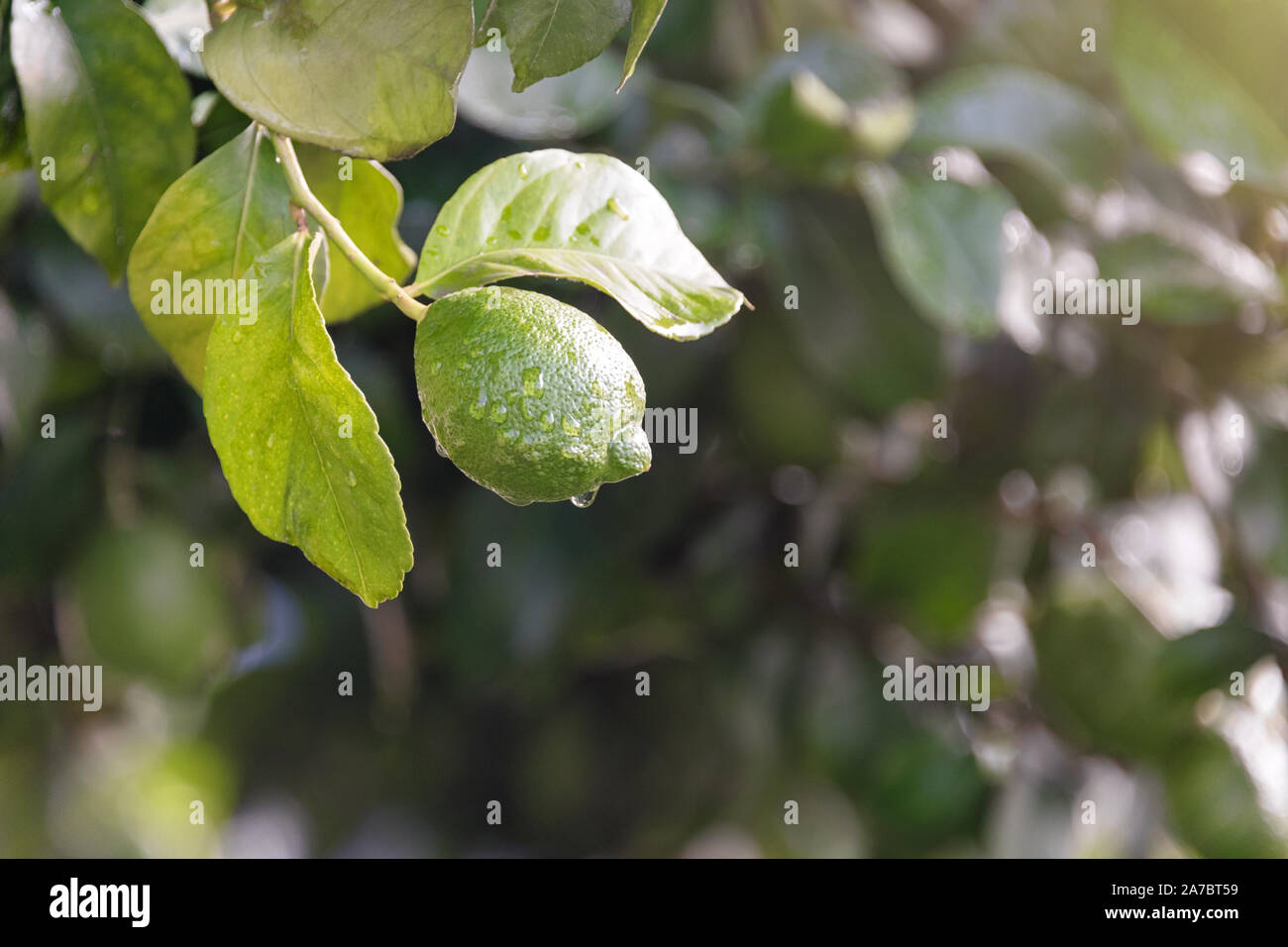Pomelo fruit trees hi-res stock photography and images - Alamy