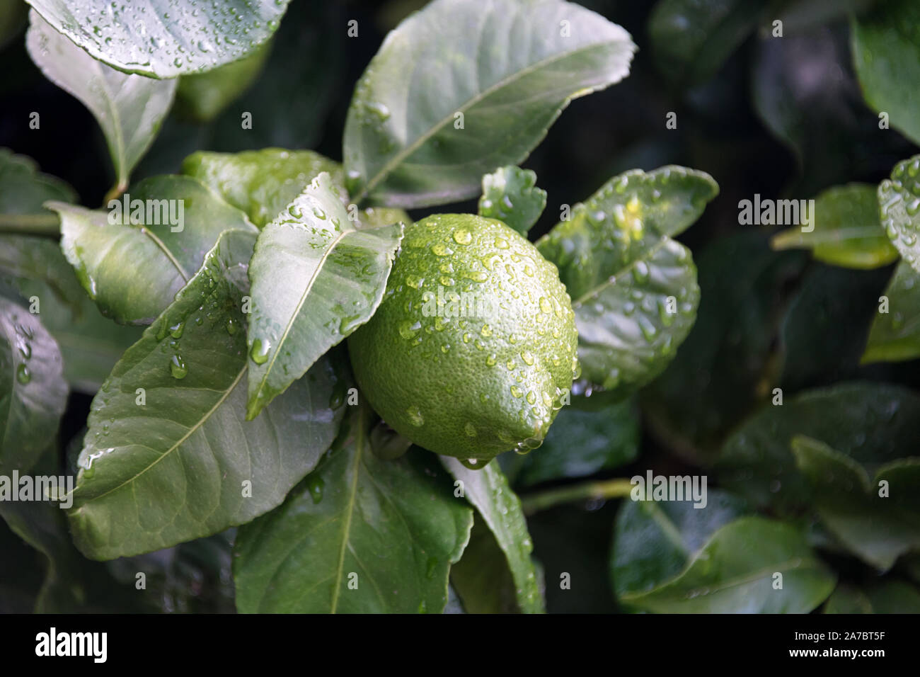 Ripening fruits lemon tree close up. Fresh green lemon lime with water ...