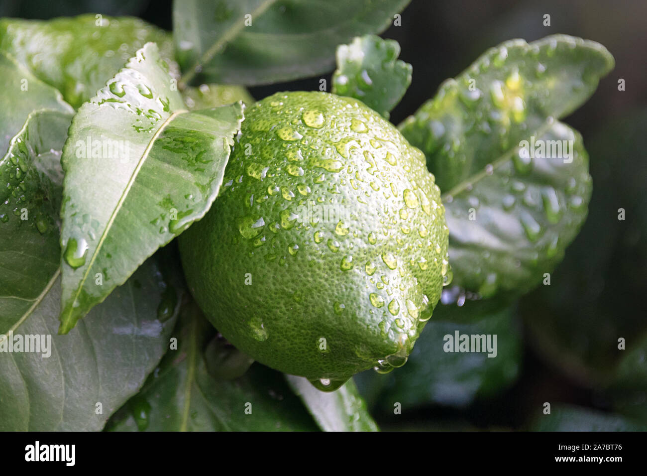Lemon Tree High Resolution Stock Photography and Images - Alamy