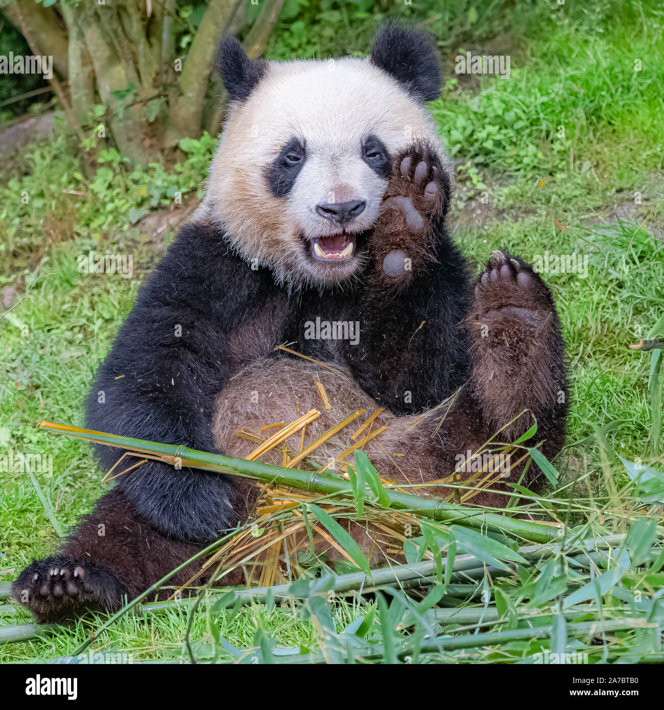 Giant panda, bear panda eating bamboo sitting in the grass, funny face ...