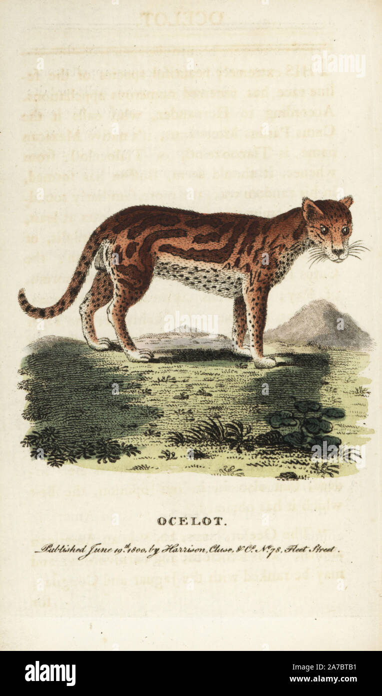 Ocelot or dwarf leopard, Leopardus pardalis. Illustration copied from ...