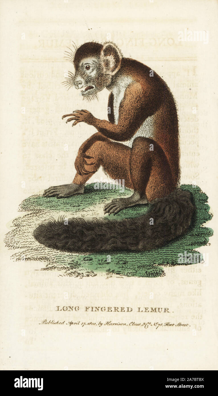 Aye-aye or long-fingered lemur, Daubentonia madagascariensis, with long ...