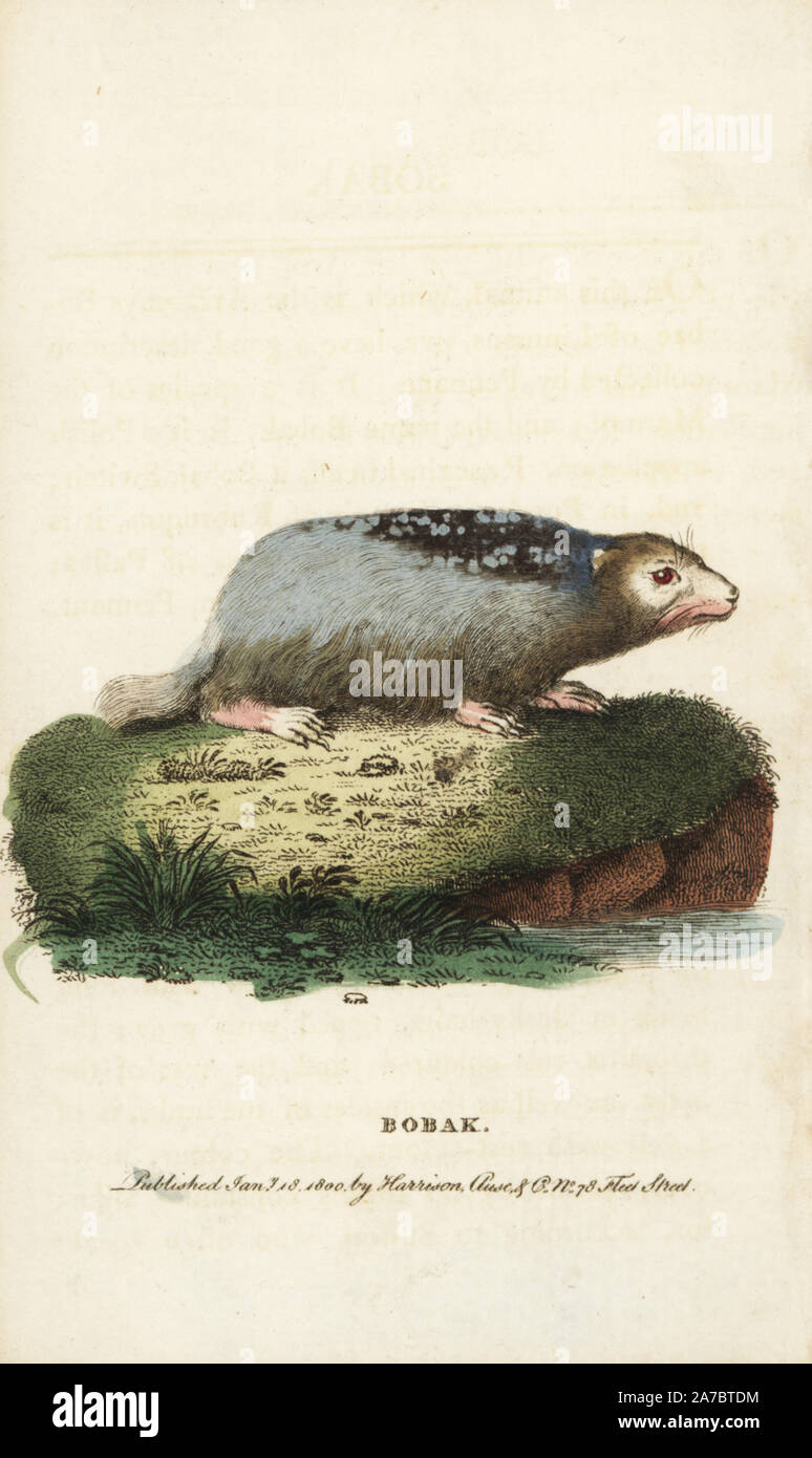 Bobak marmot, Marmota bobak. Illustration copied from Thomas Pennant ...