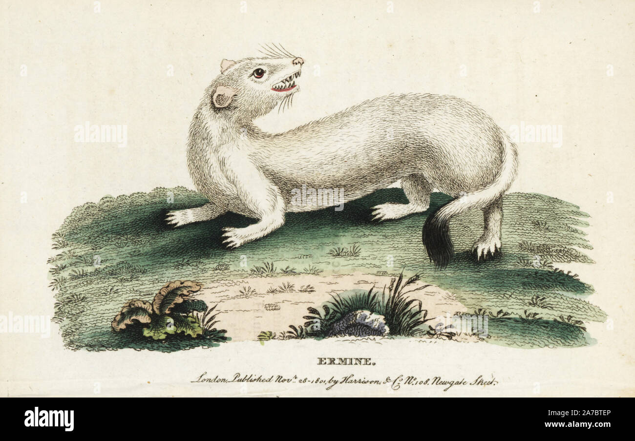 Ermine or stoat, Mustela erminea. Illustration copied from George ...