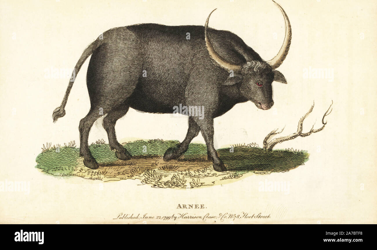 Wild water buffalo, Bubalus arnee. Endangered. Handcoloured copperplate ...