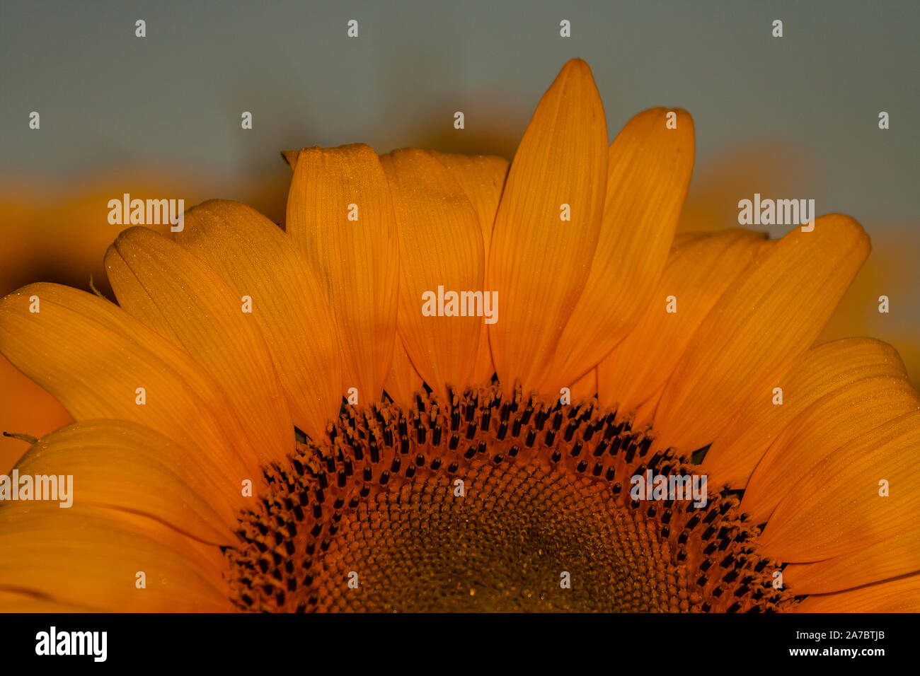 Rising flower hi-res stock photography and images - Alamy