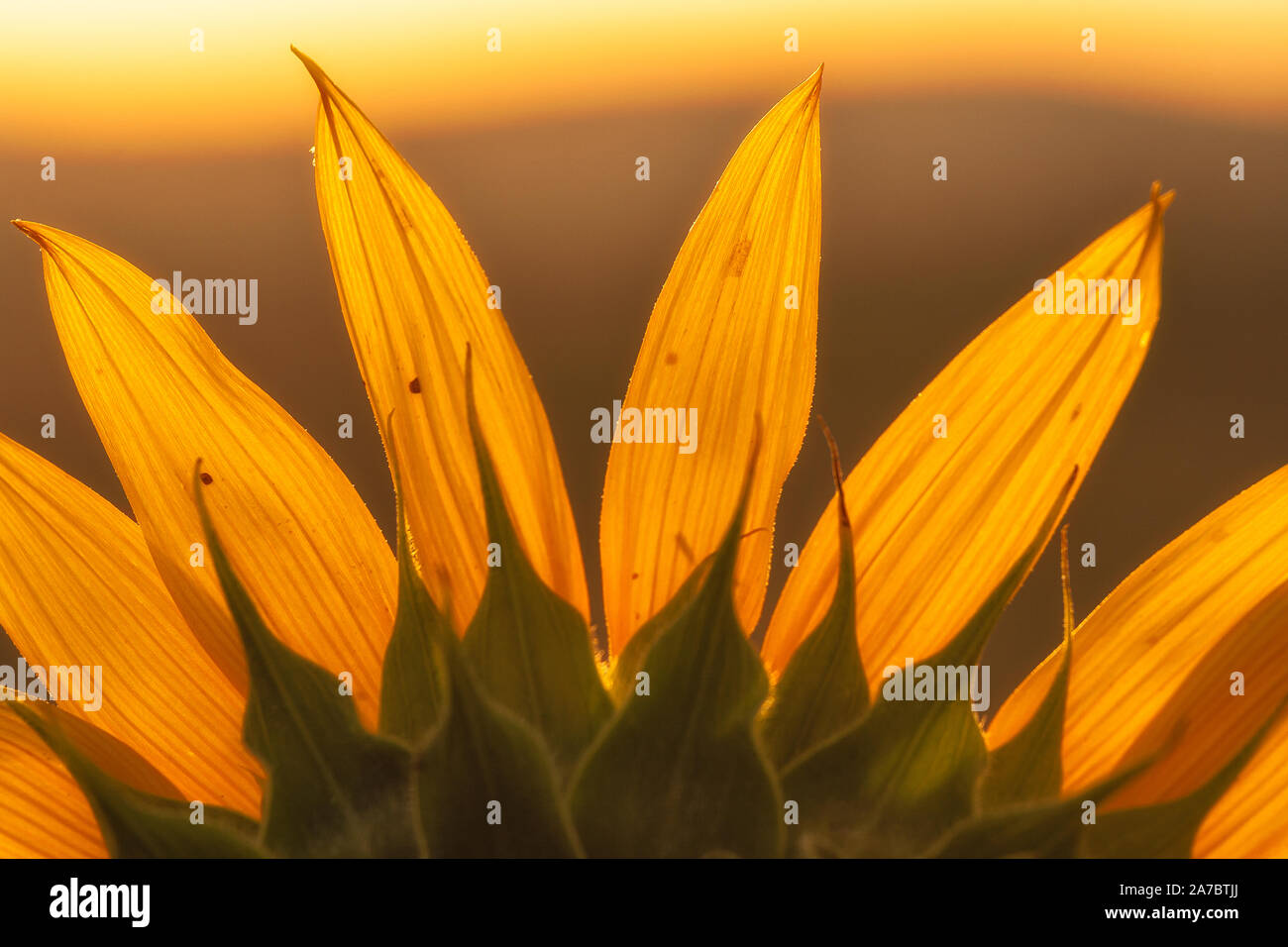Tuscan sunflowers in the rays of the rising sun, Italy Stock Photo - Alamy