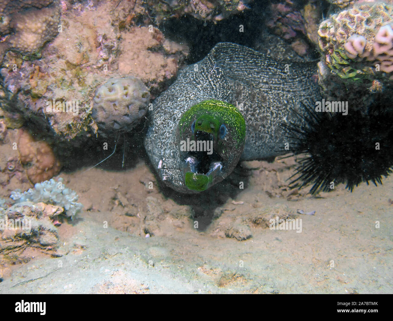 Undulated Moray Eel (Gymnothorax undulatus Stock Photo - Alamy