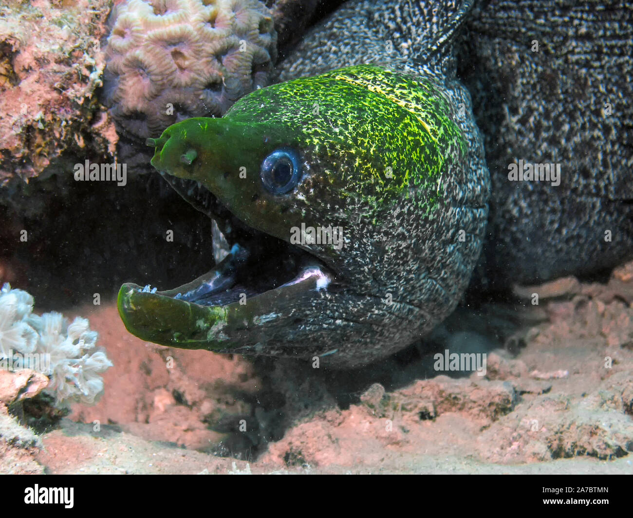 Moray Eel Egypt High Resolution Stock Photography and Images - Alamy
