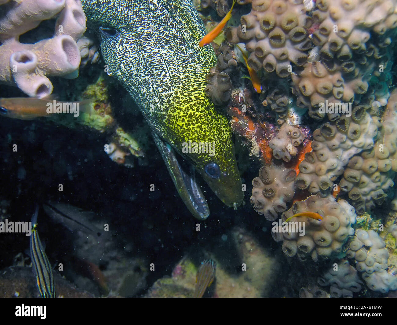 Undulated Moray Eel (Gymnothorax undulatus Stock Photo - Alamy