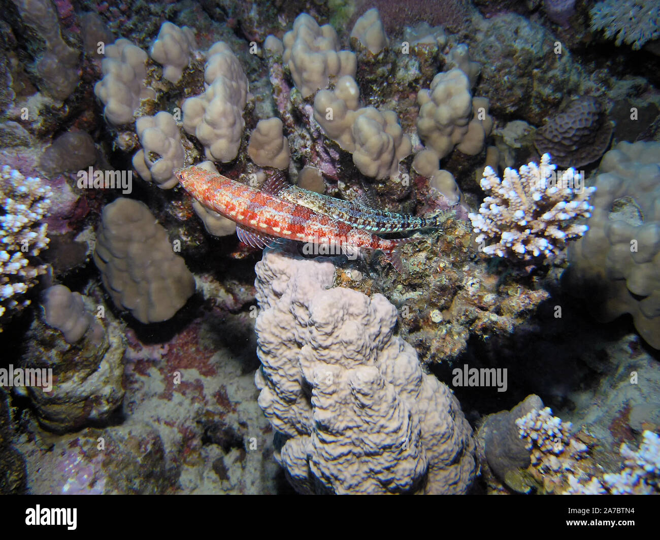 A Variegated Lizardfish (Synodus variegatus Stock Photo - Alamy