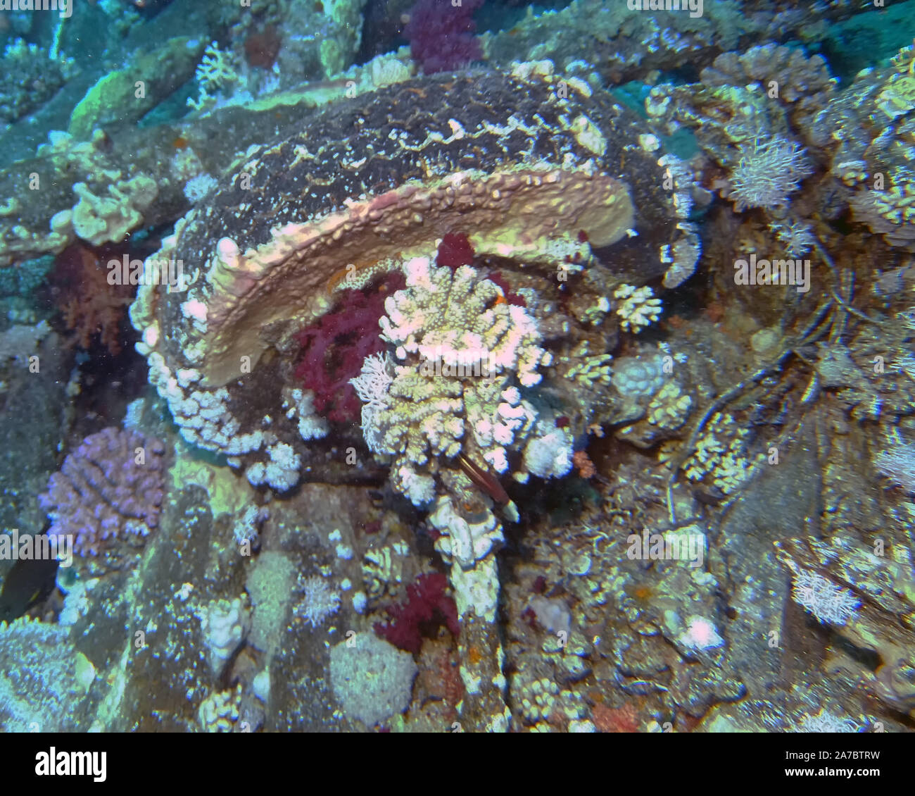 Cargo from the wreck of the Yolanda at the tip of the Sinai Peninsula ...