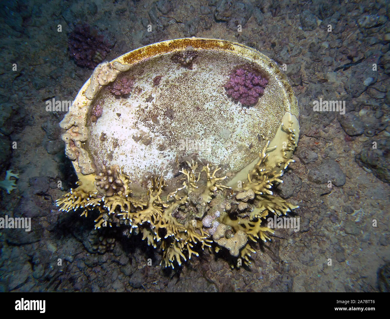 Cargo from the wreck of the Yolanda at the tip of the Sinai Peninsula ...