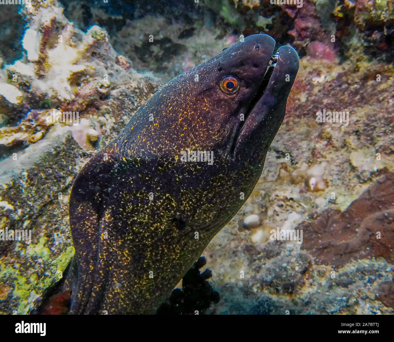 Yellow-edged Moray (Gymnothorax flavimarginatus Stock Photo - Alamy
