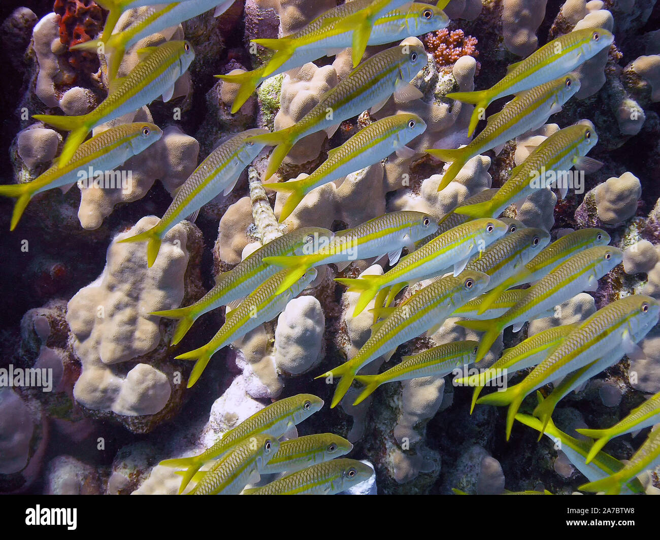 Yellow Goatfish (Mulloidichthys martinicus) in the Red Sea, Egypt Stock ...