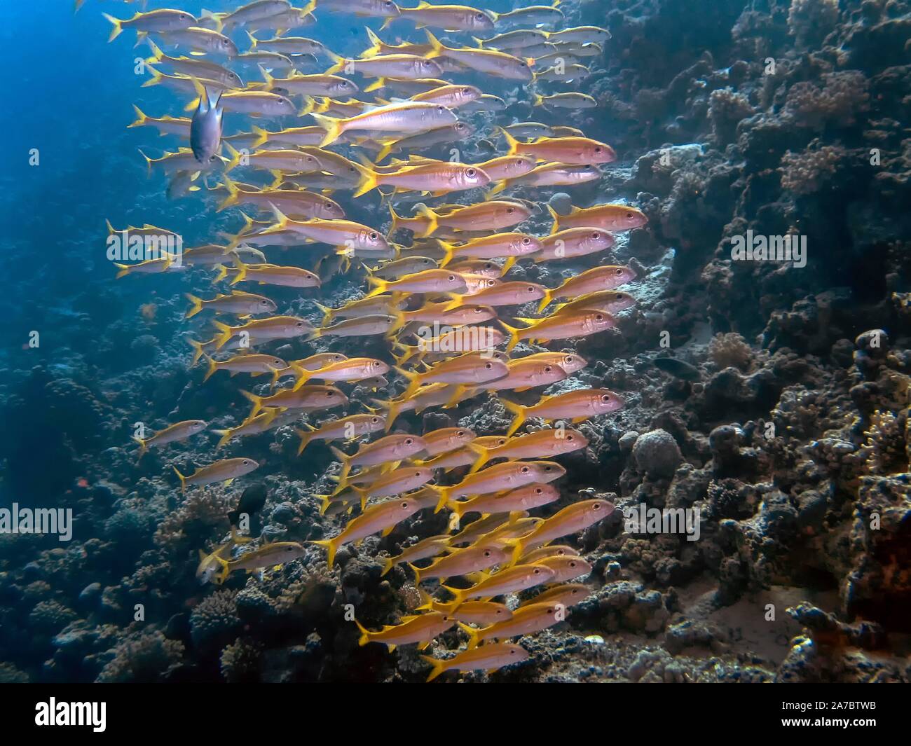Yellow Goatfish (Mulloidichthys martinicus) in the Red Sea, Egypt Stock ...