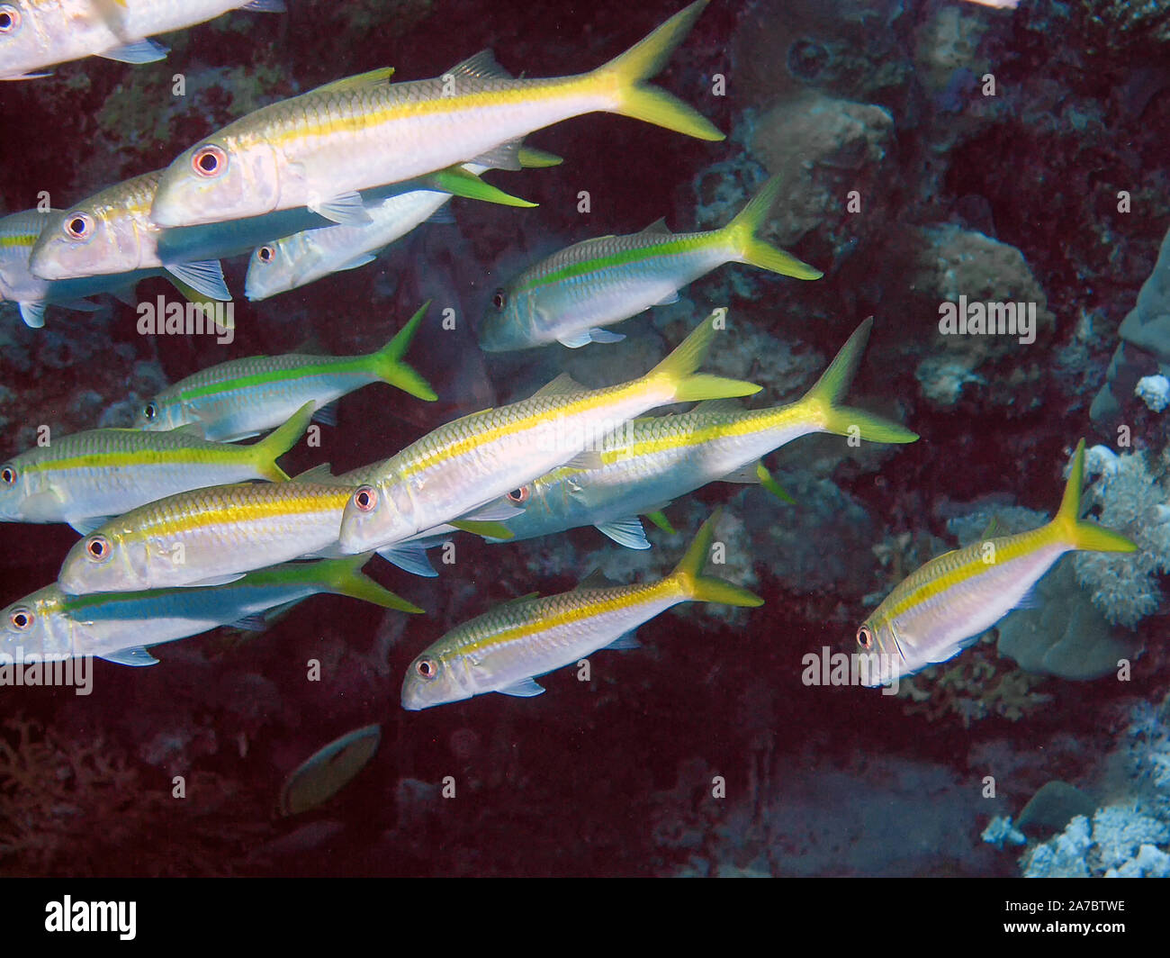 Yellow Goatfish (Mulloidichthys martinicus) in the Red Sea, Egypt Stock ...