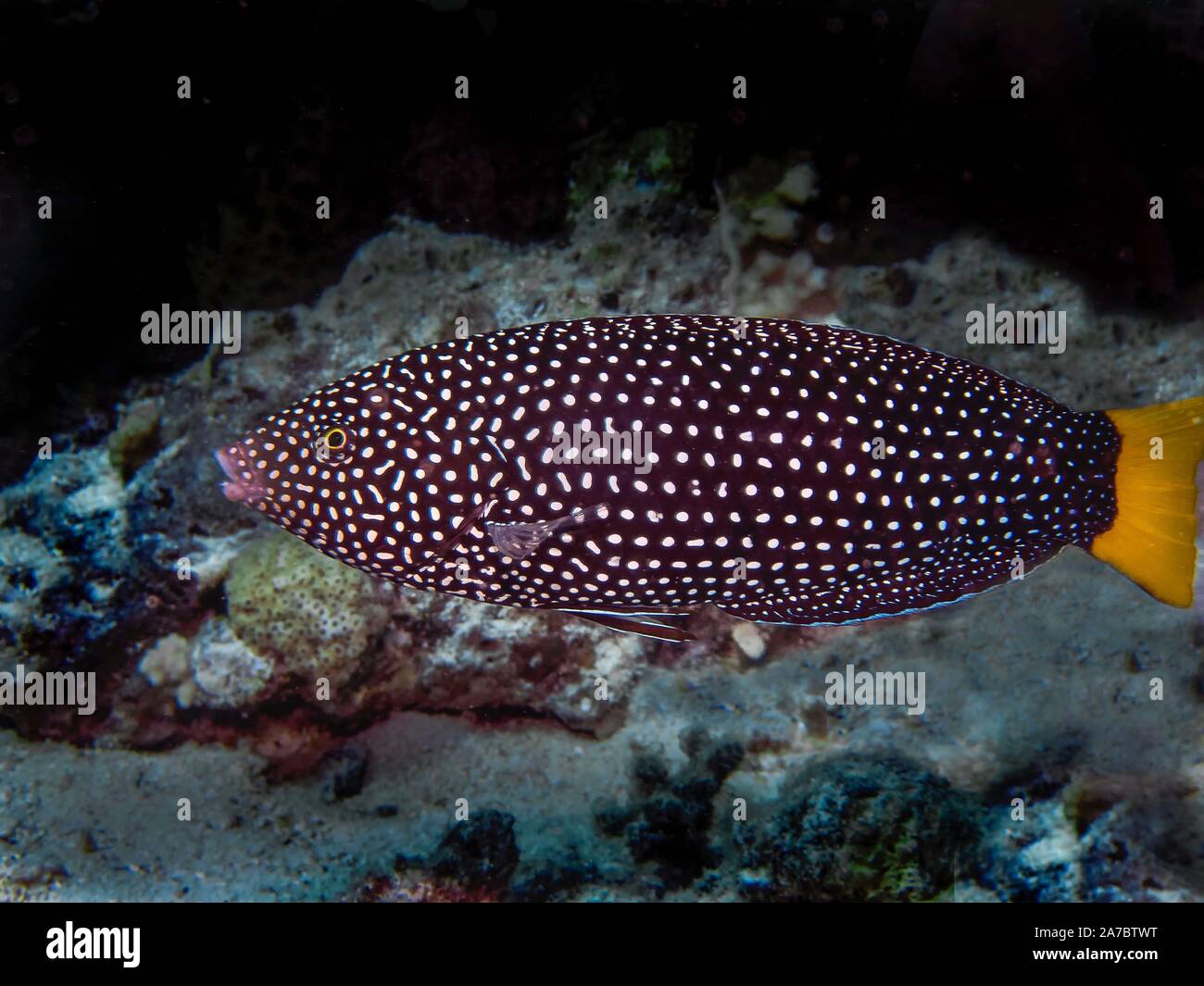 Yellowtail Wrasse (Anampses meleagrides Stock Photo - Alamy