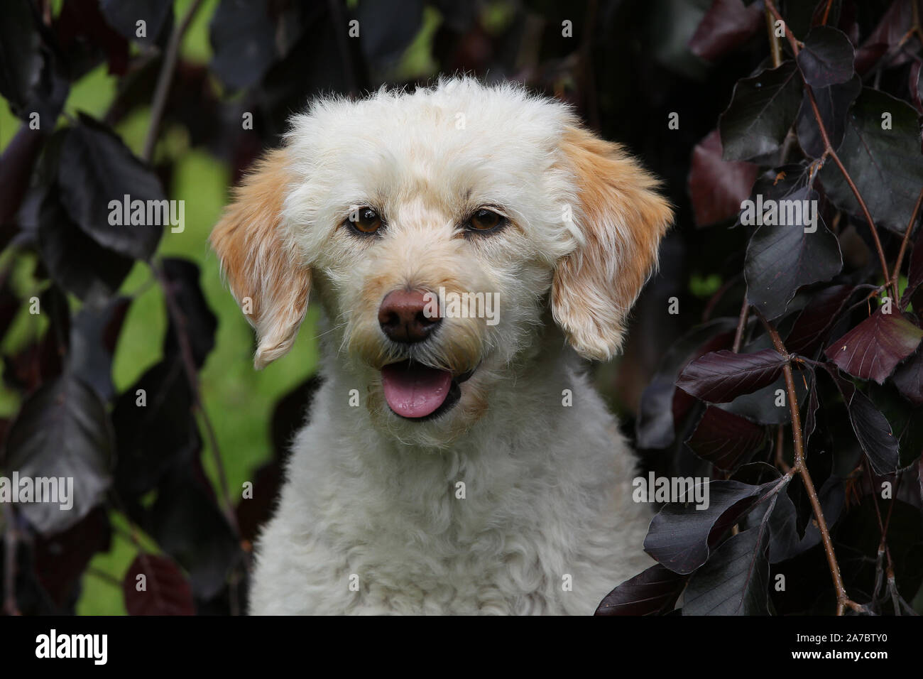 Labradoodle sitting on beach hi-res stock photography and images - Alamy