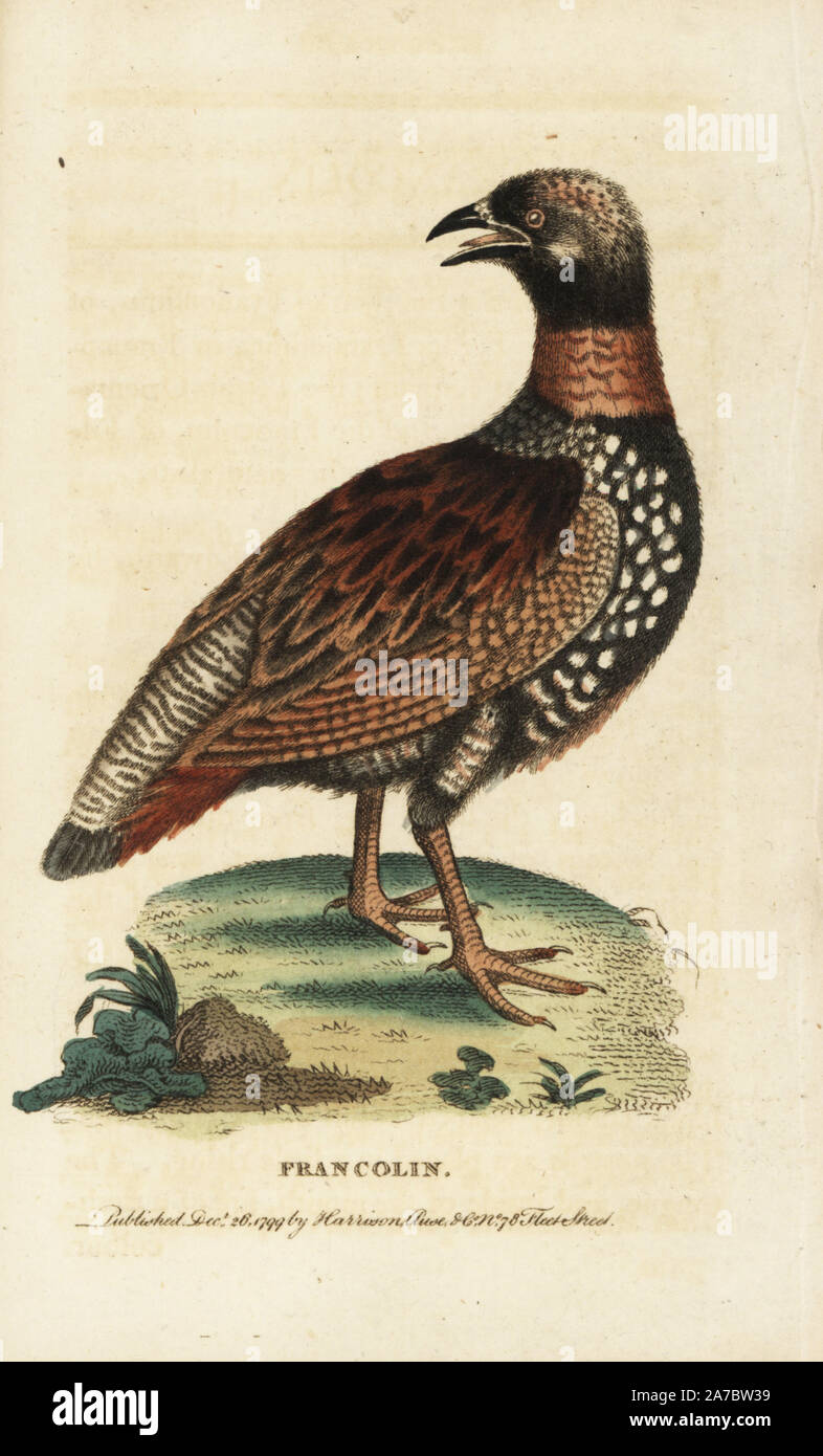 Black francolin, Francolinus francolinus. Illustration copied from ...