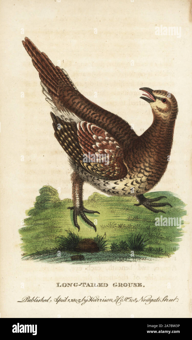 Sharp-tailed grouse, Tympanuchus phasianellus (Long-tailed grouse ...