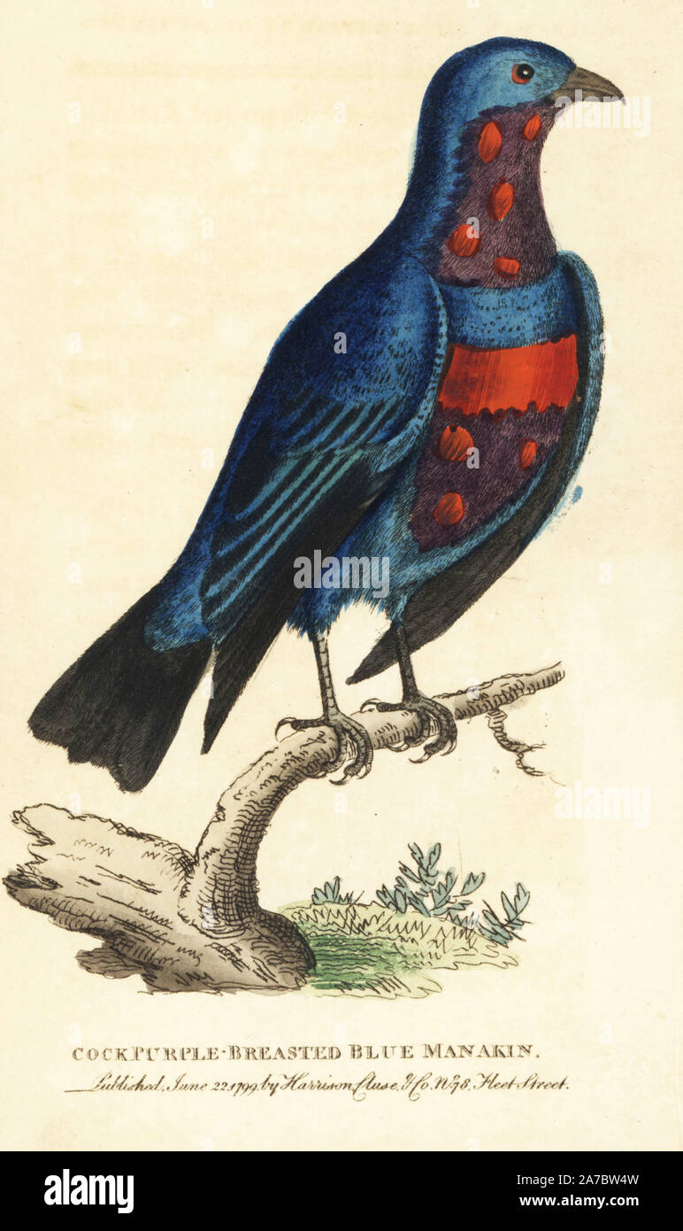 Banded cotinga, Cotinga maculata, male. (Purple-breasted blue manakin ...