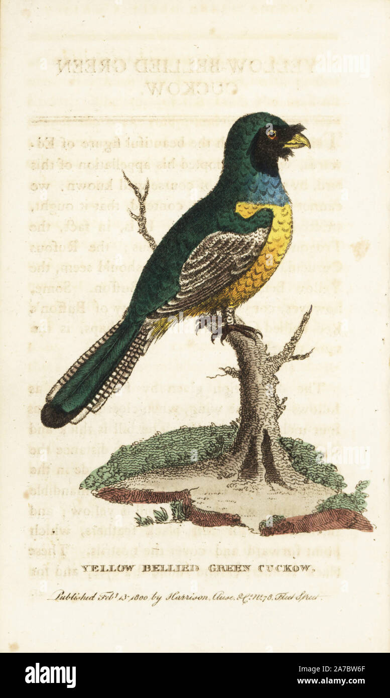 Cuckow hi-res stock photography and images - Alamy