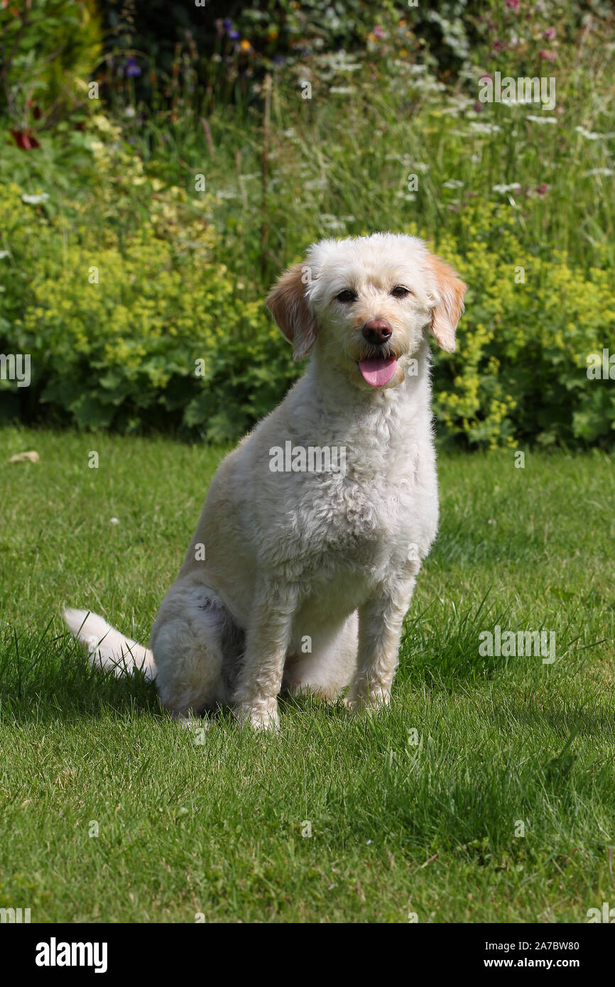 Labradoodle sitting on beach hi-res stock photography and images - Alamy