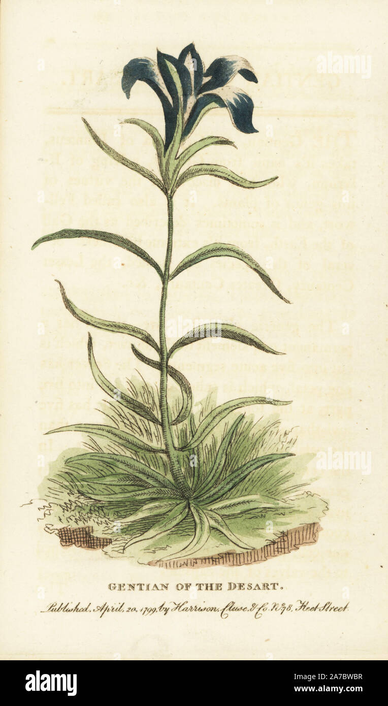 Pine barrens gentian hi-res stock photography and images - Alamy