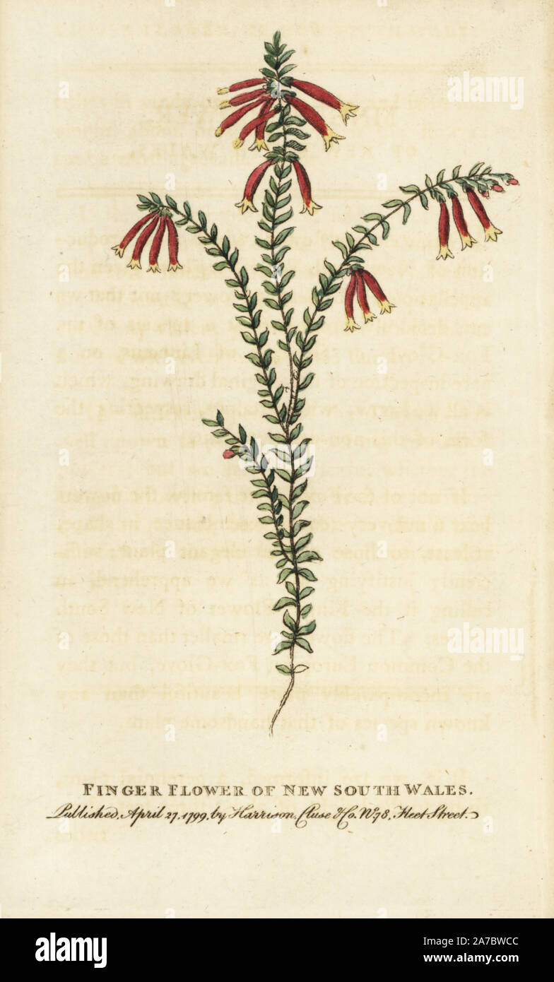 Finger flower of New South Wales, Australia. Handcoloured copperplate ...